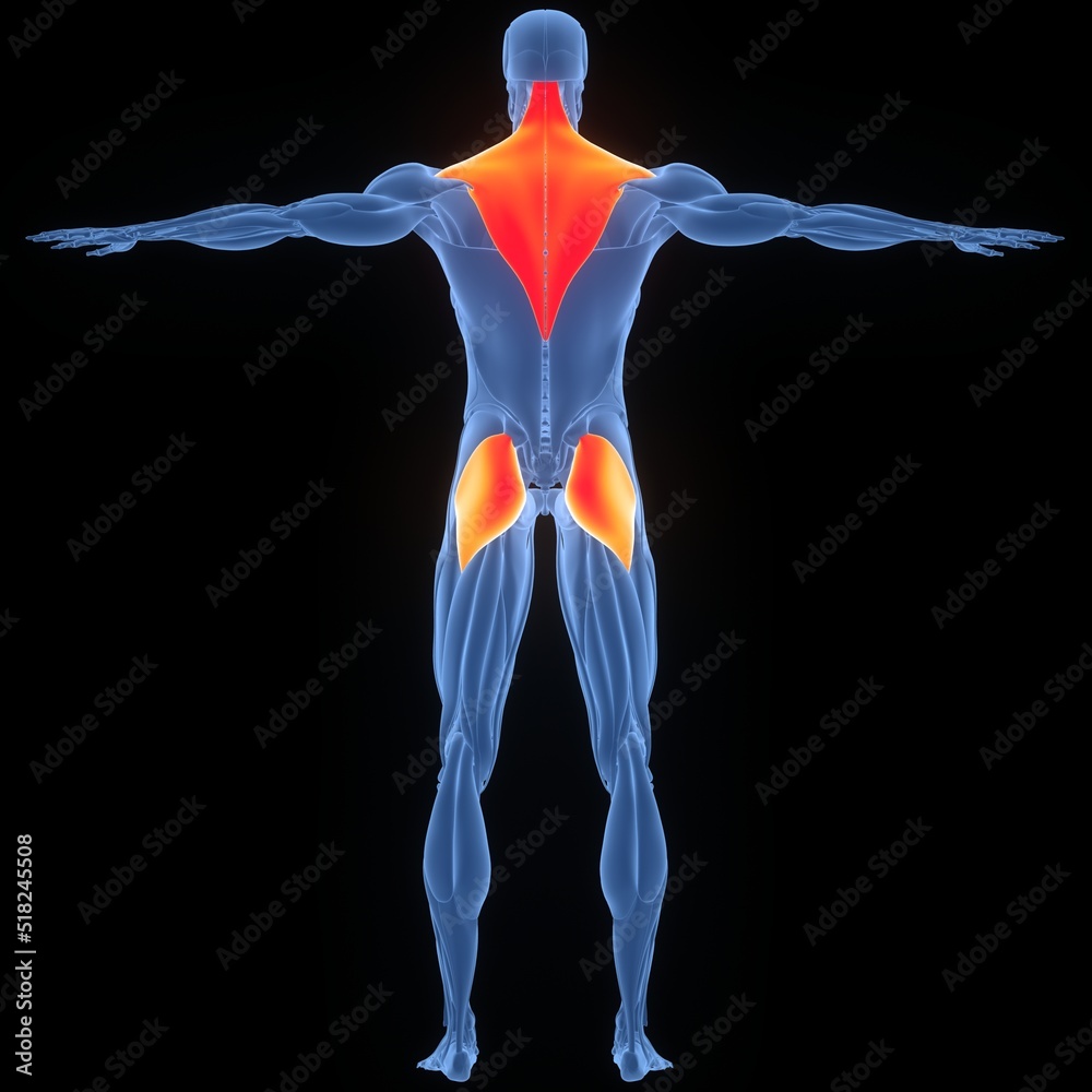 Human Muscular System Trapezius and Gluteus Maximus Muscles Anatomy ...