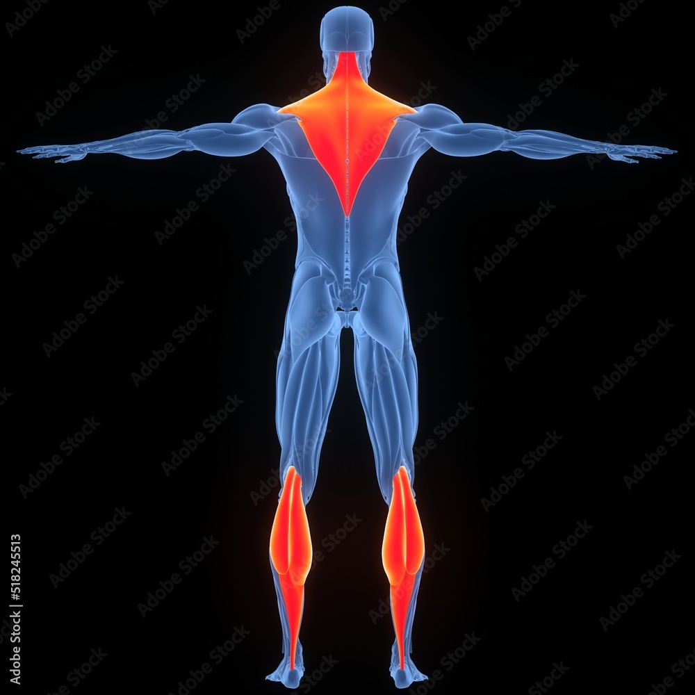Human Muscular System Trapezius and Gastrocnemius Muscles Anatomy Stock ...