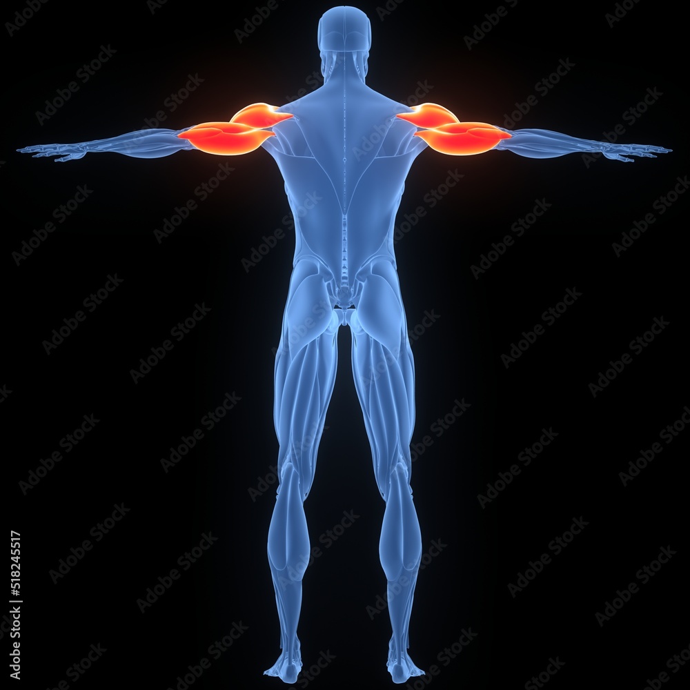 Human Muscular System Arm Muscles Deltoideus and Triceps Muscles ...