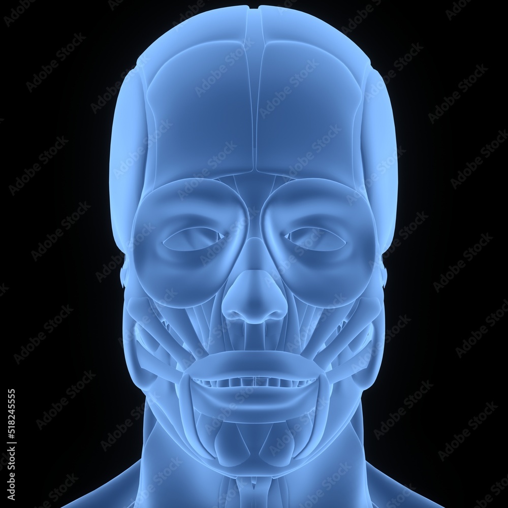Human Muscular System Face Muscles Anatomy Stock Illustration | Adobe Stock