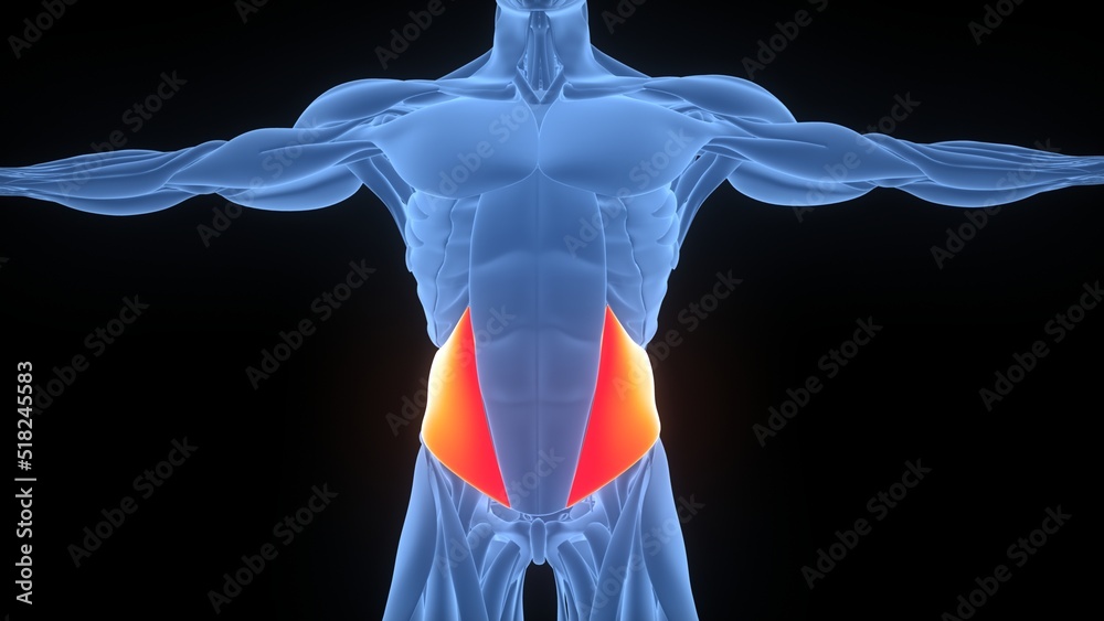 Human Muscular System Torso Muscles Internal Oblique Muscles Anatomy ...