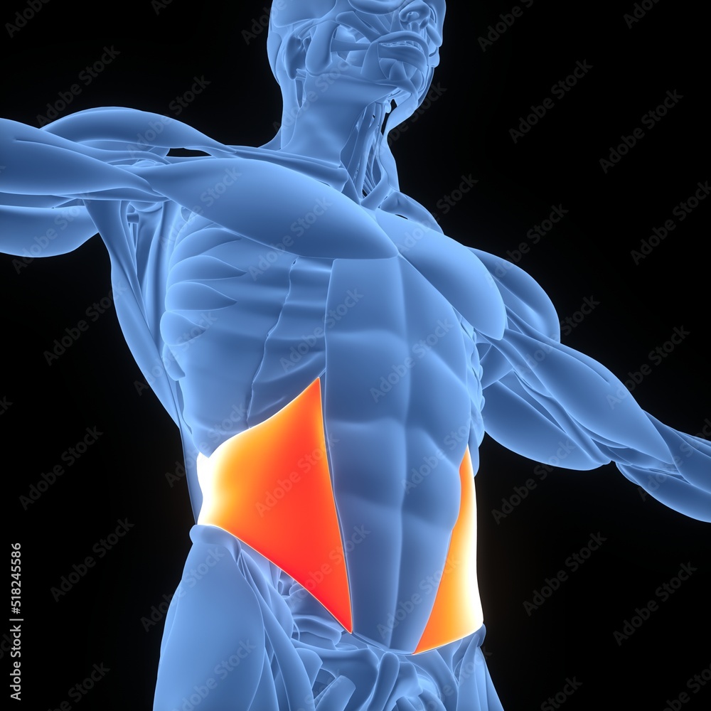 Ilustración de Stock Human Muscular System Torso Muscles Internal ...