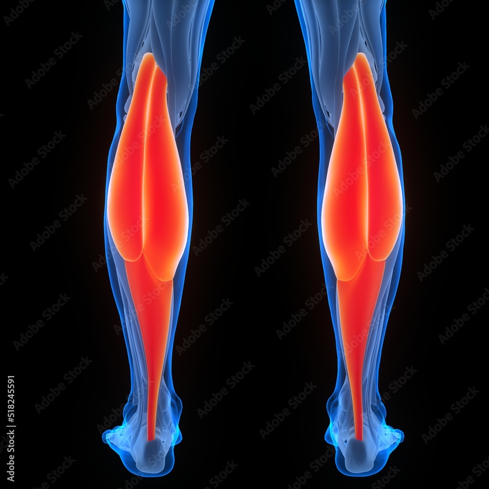 Human Muscular System Leg Muscles Gastrocnemius Muscles Anatomy Stock ...