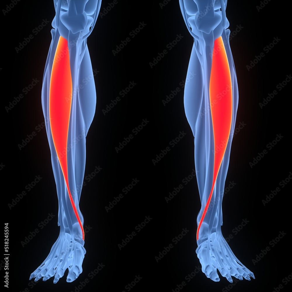 Ilustración de Stock Human Muscular System Leg Muscles Tibialis ...