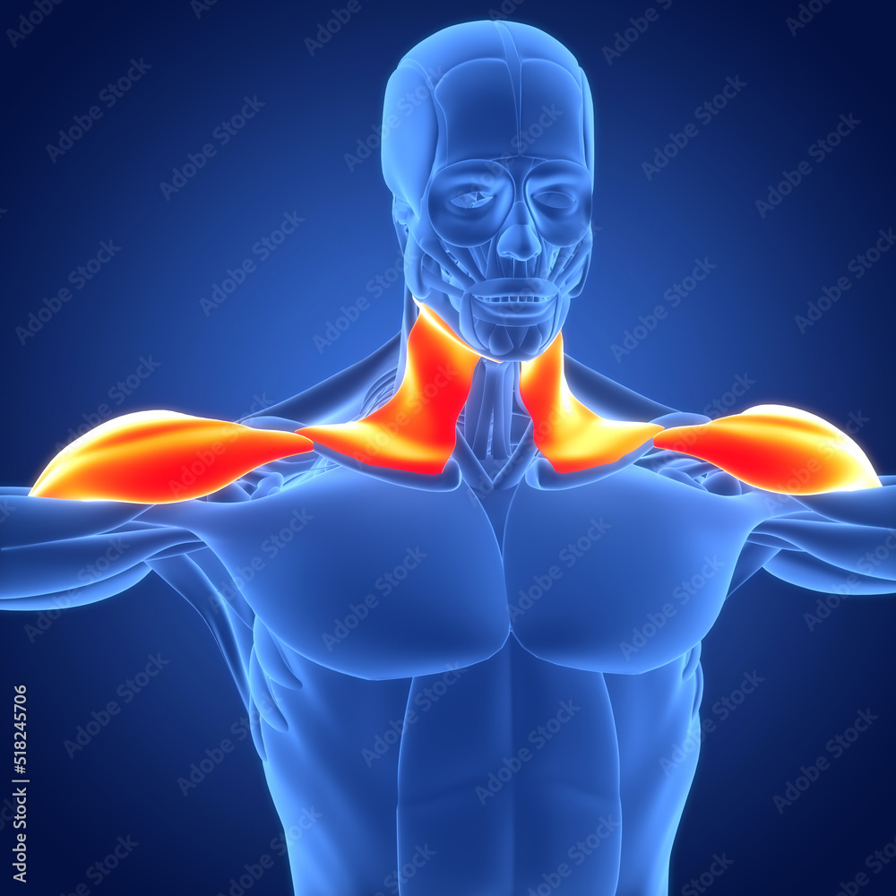 Human Muscular System Deltoideus and Platysma Muscles Anatomy Stock ...
