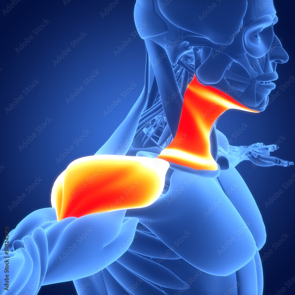Human Muscular System Deltoideus and Platysma Muscles Anatomy Stock ...