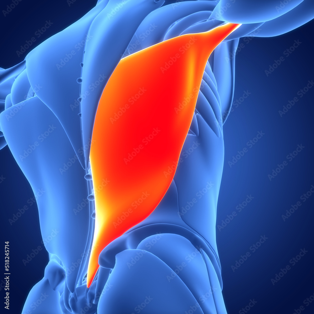 Human Muscular System Torso Muscles Latissimus Dorsi Muscles Anatomy 素材 ...