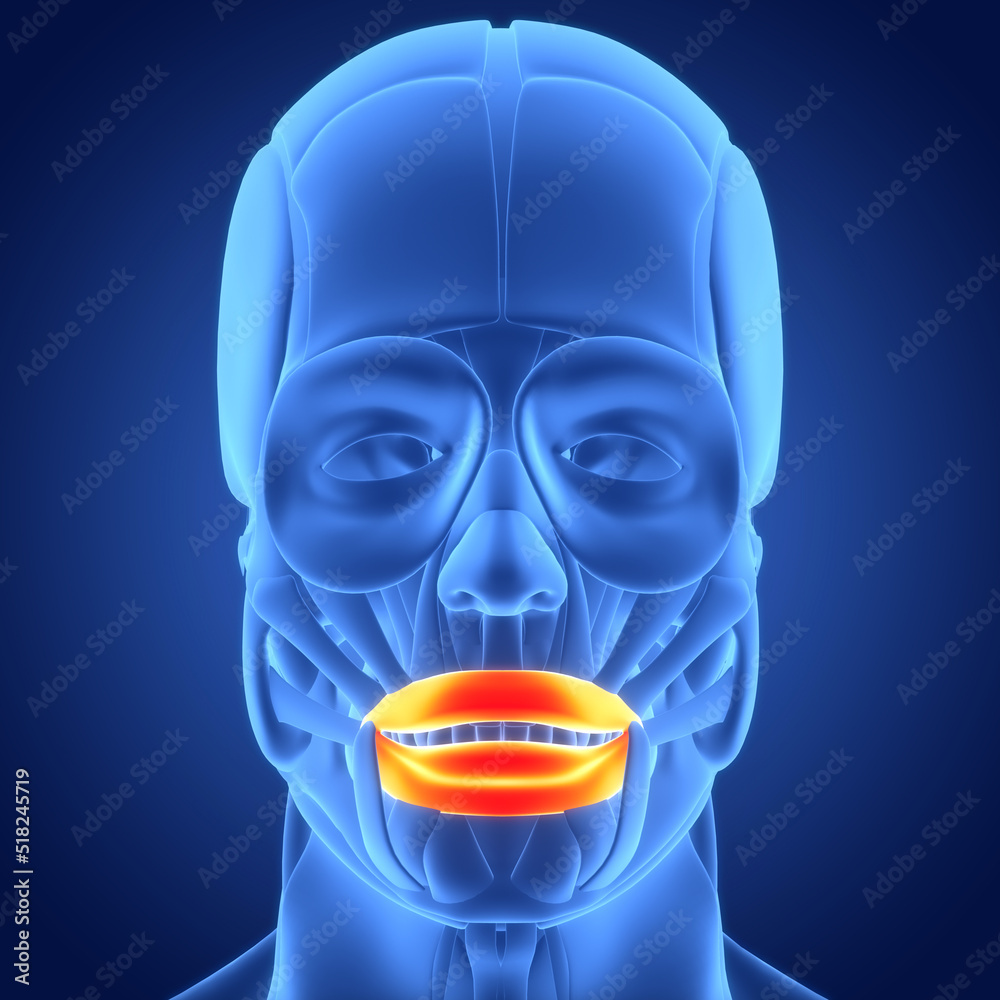 Human Muscular System Face Muscles Anatomy Stock Illustration | Adobe Stock