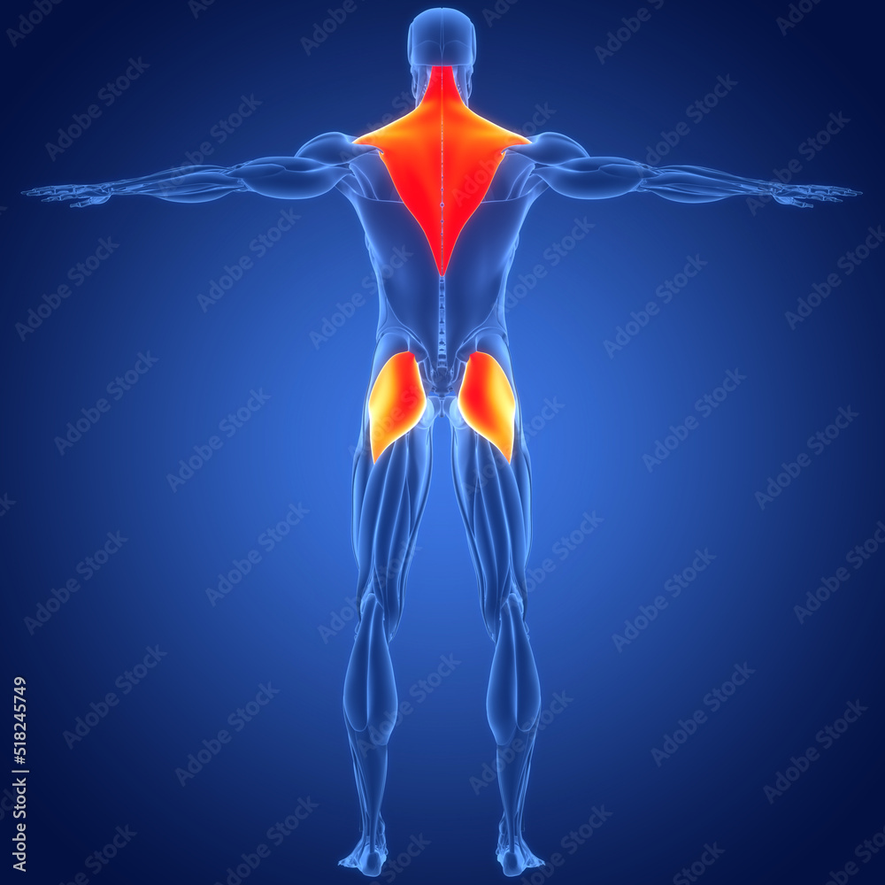 Human Muscular System Trapezius and Gluteus Maximus Muscles Anatomy ...