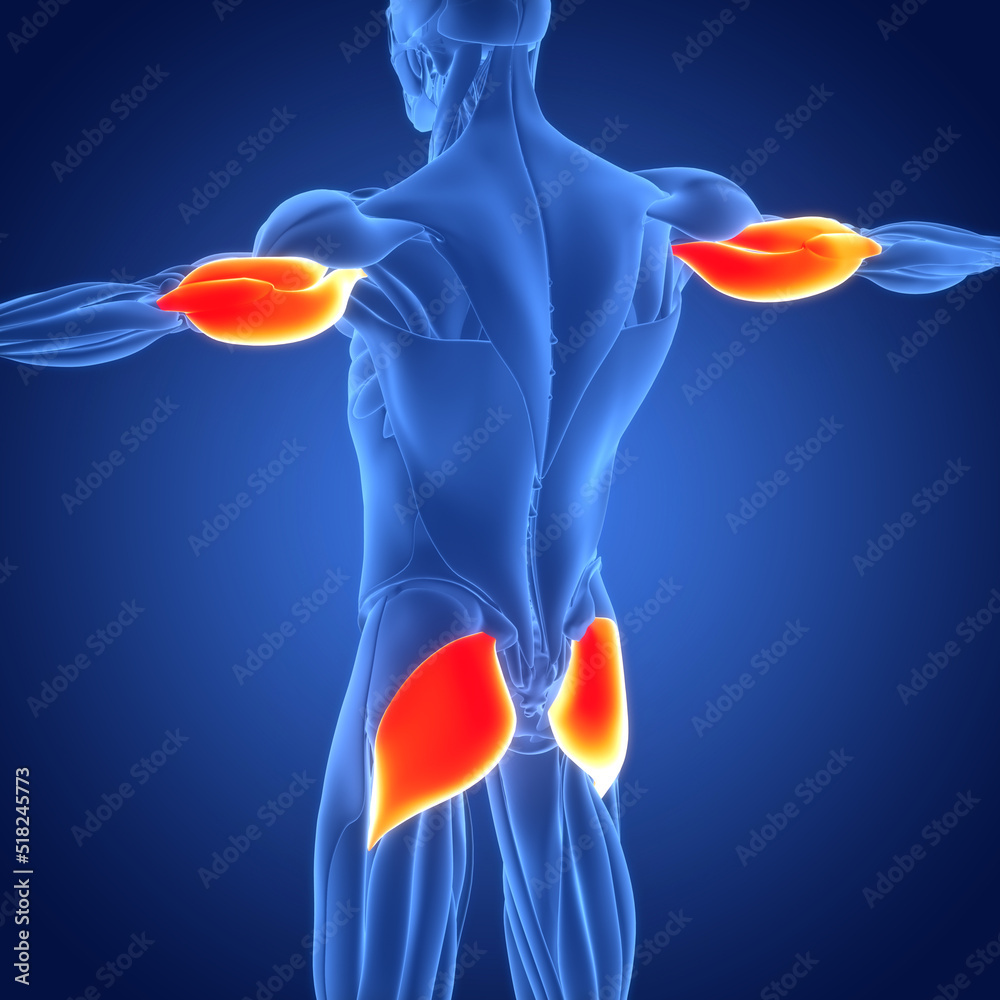 Human Muscular System Triceps and Gluteus Maximus Muscles Anatomy Stock ...