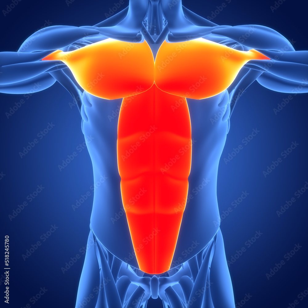 Human Muscular System Torso Muscles Pectoral and Rectus Abdominis ...