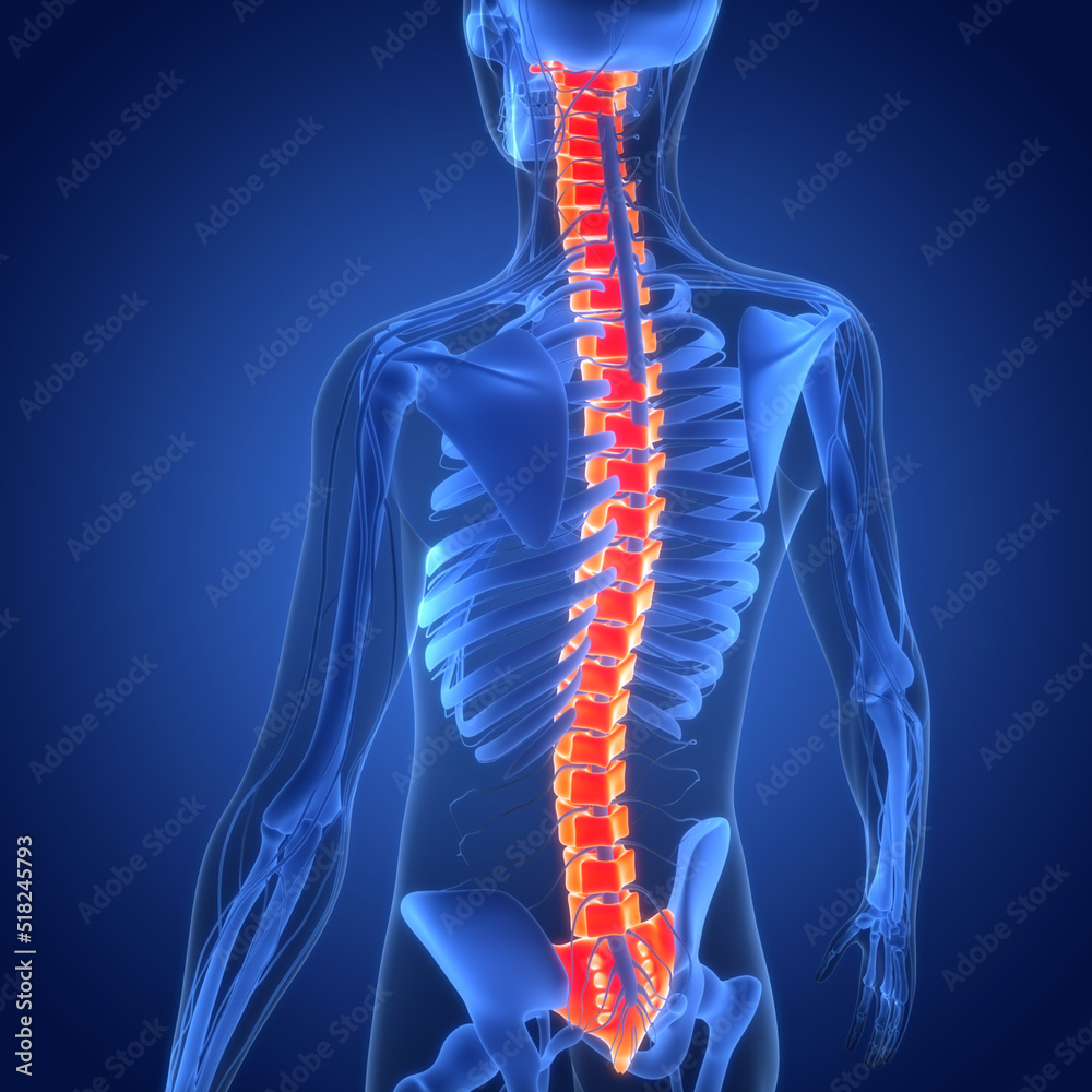 Spinal Cord Vertebral Column of Human Skeleton System Anatomy Stock ...
