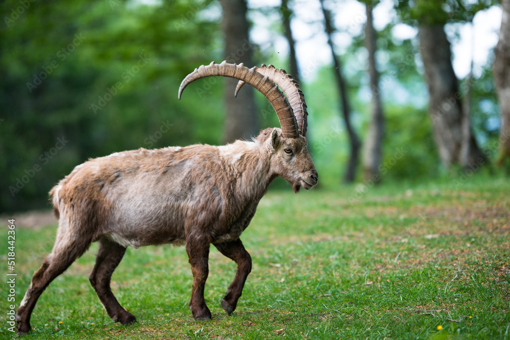 Old male alpine ibex Stock Photo | Adobe Stock