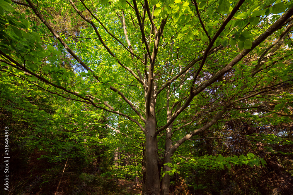 Young beech tree Stock Photo | Adobe Stock