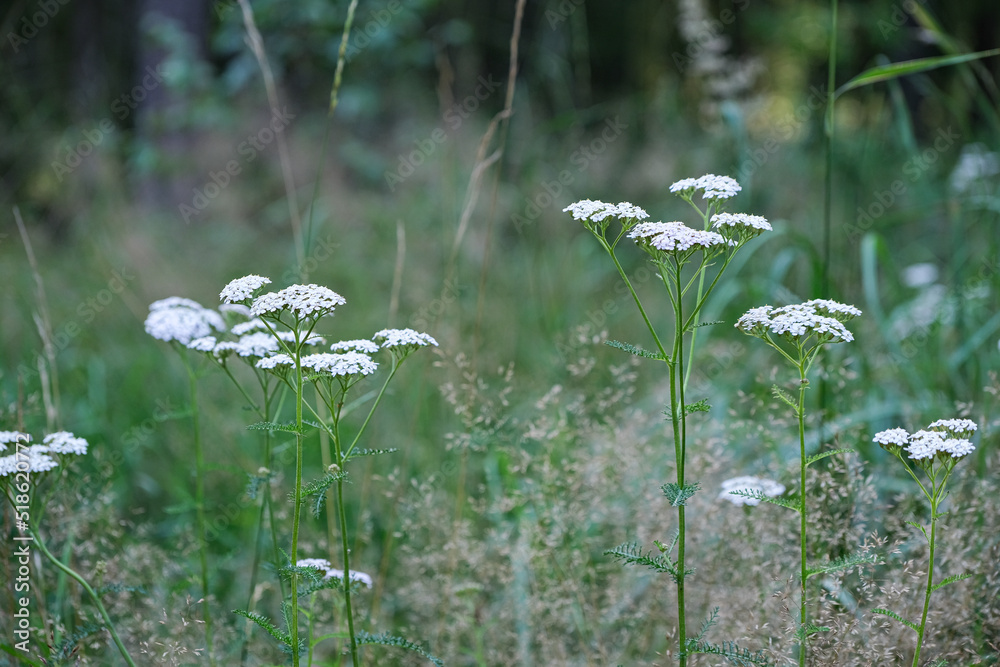 Flowers of Yarrow Achillea Millefolium, a medicinal herb traditionally ...