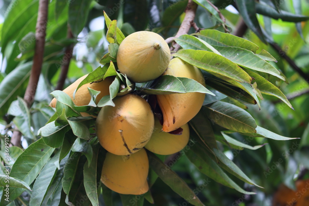 Pouteria campechiana (commonly known as the cupcake fruit or canistel ...