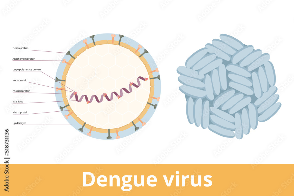 Vector de Stock Dengue virus. Dengue virus (DENV) is the cause of ...