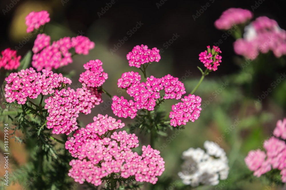 Achillea millefolium, commonly known as yarrow or common yarrow, is a ...