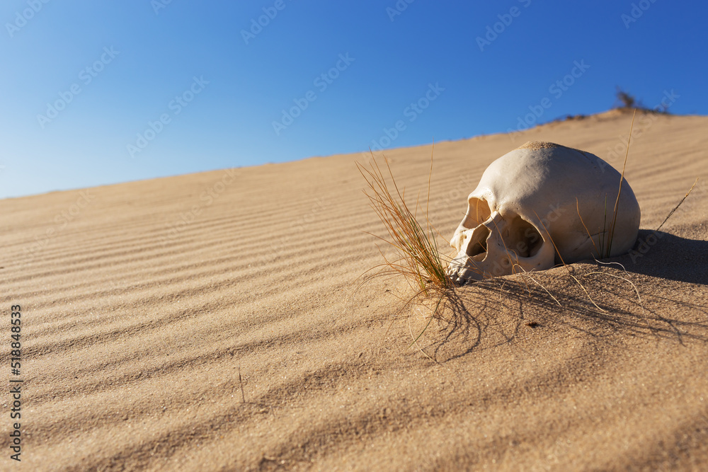 human skull in the sand desert Stock Photo | Adobe Stock