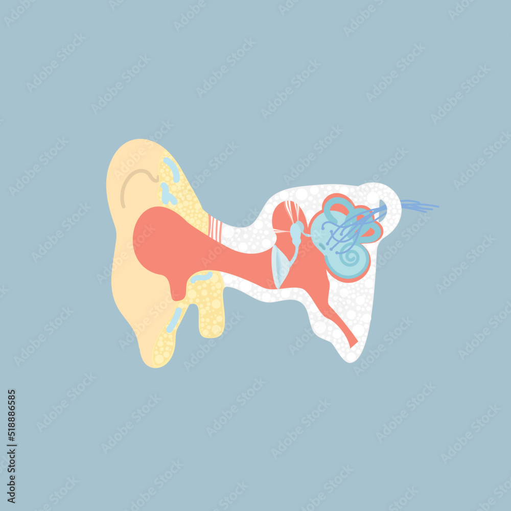 ear, internal organs anatomy body part nervous system, health care ...