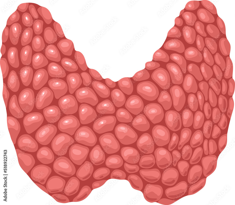 Vector de Stock Thyroid, human internal organ of endocrine system ...