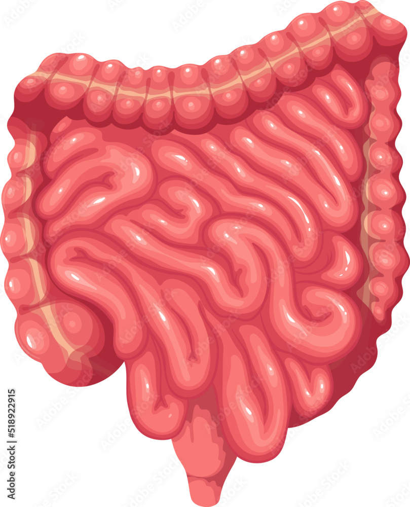 Image vectorielle Stock Human intestines, digestive system vector ...