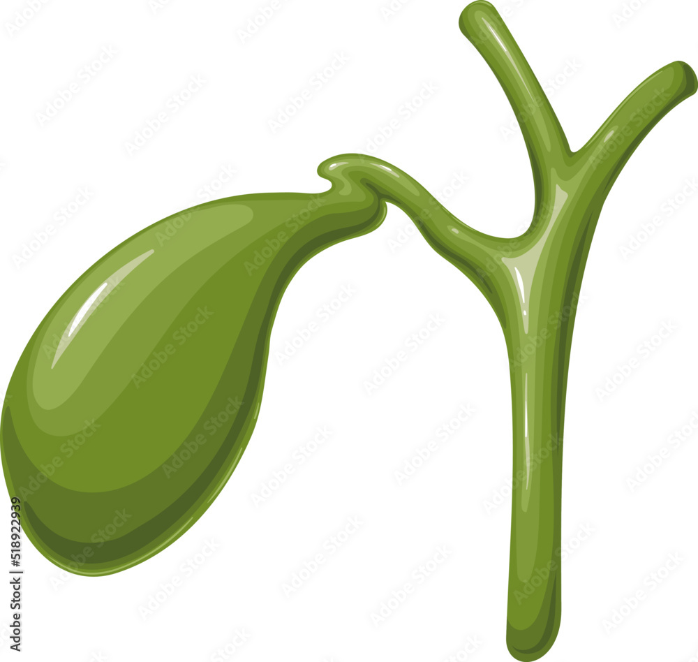 Gallbladder, human digestive system for anatomy study vector ...