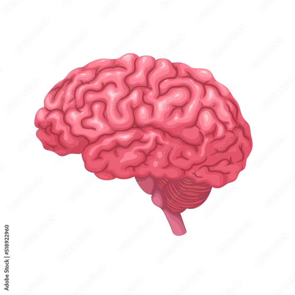 Human brain vector illustration. Cartoon isolated organ of nervous ...