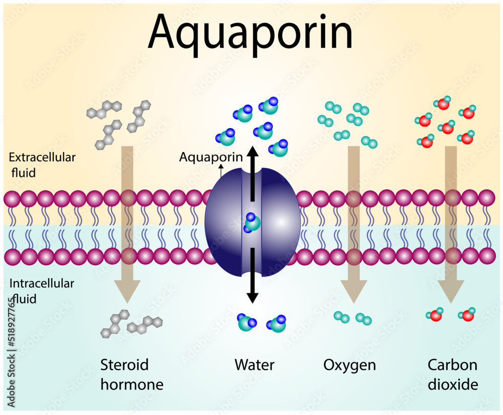 Water molecules movement through of the aquaporin channel, an integral ...