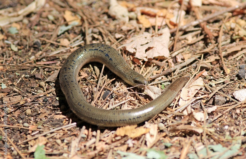 Legless lizard Anguis fragilis on a forest path Stock Photo | Adobe Stock