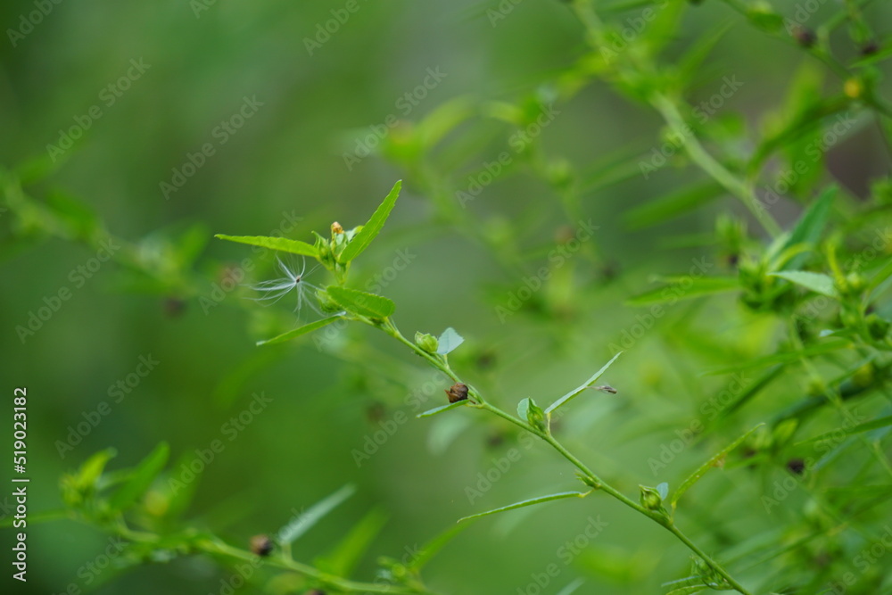Sida acuta (aslo called common wireweed, sidaguri,sidogori) with ...
