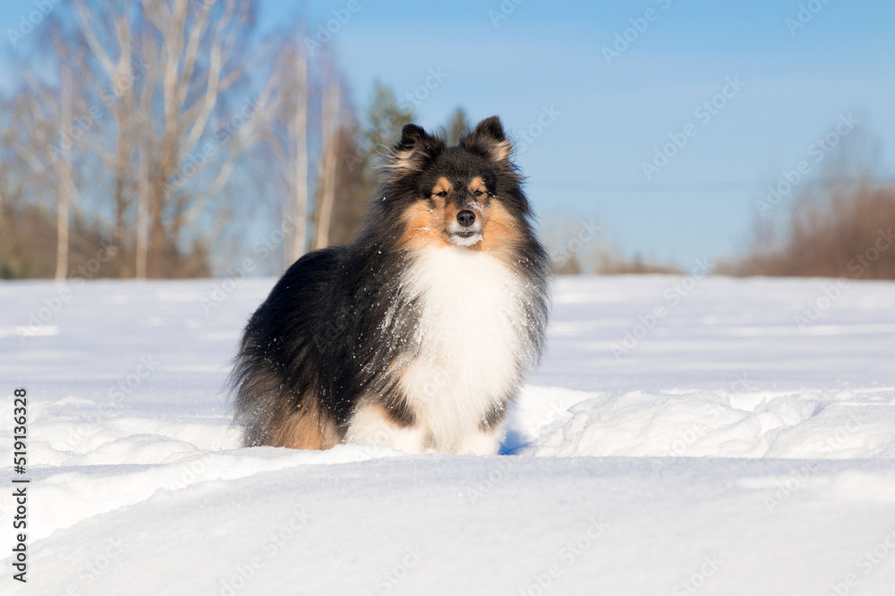 Black and white with sable tan shetland sheepdog winter portrait in the ...