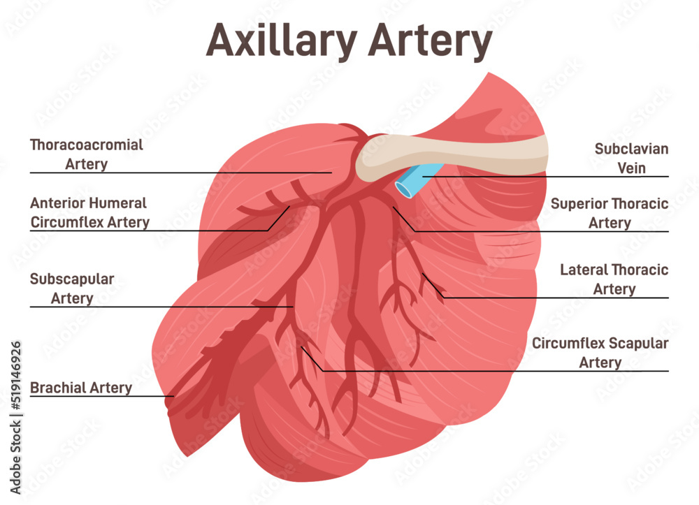 Axillary artery. The main veins and arteries of the shoulder, blood vessels Stock Vector | Adobe ...