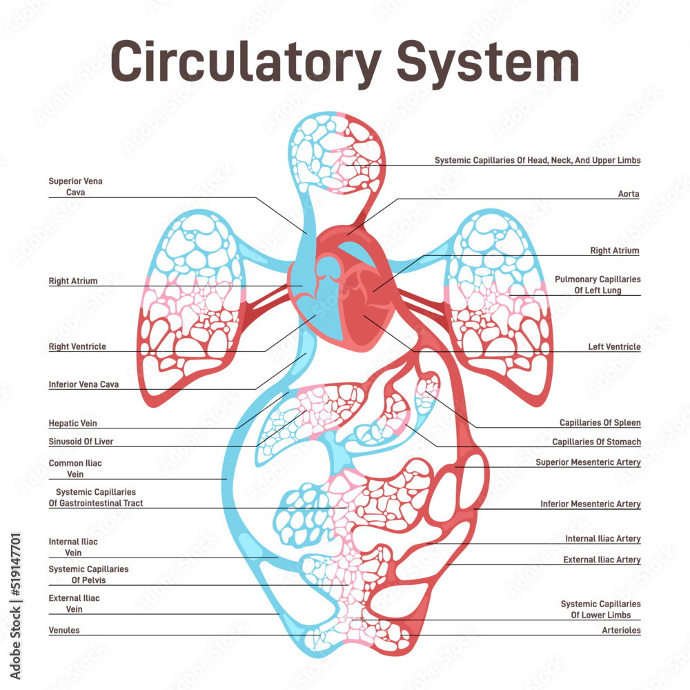Blood circulatory system of human body. Large and small circle of blood ...