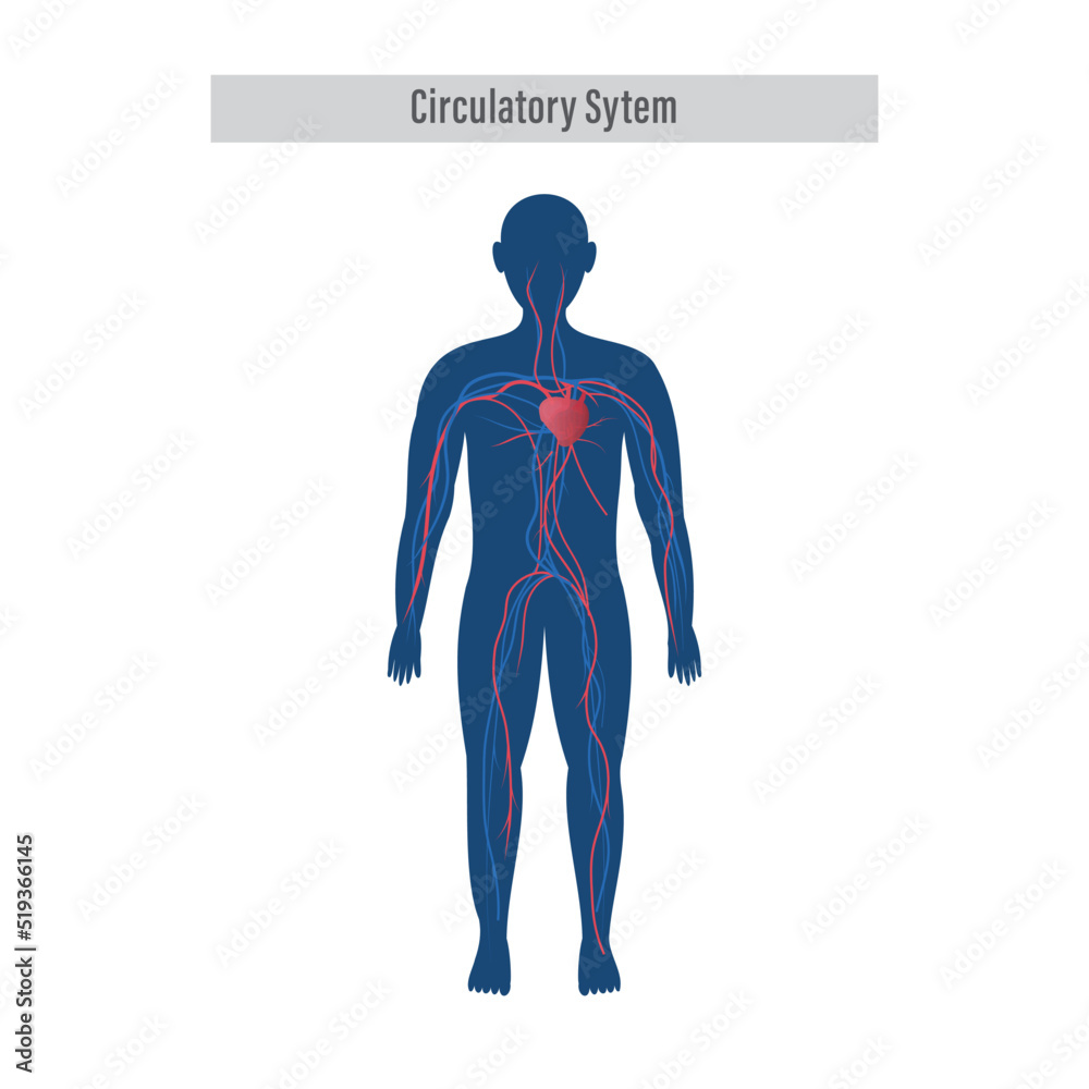 Anatomy Of The Human Circulatory Organ System On White Background ...