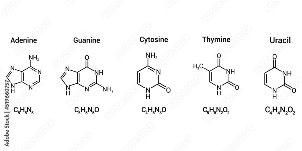 structure of RNA nucleobases. Adenine Guanine Cytosine Thymine and ...