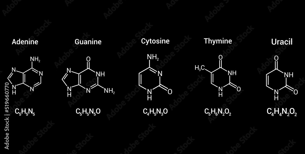 structure of RNA nucleobases. Adenine Guanine Cytosine Thymine and ...