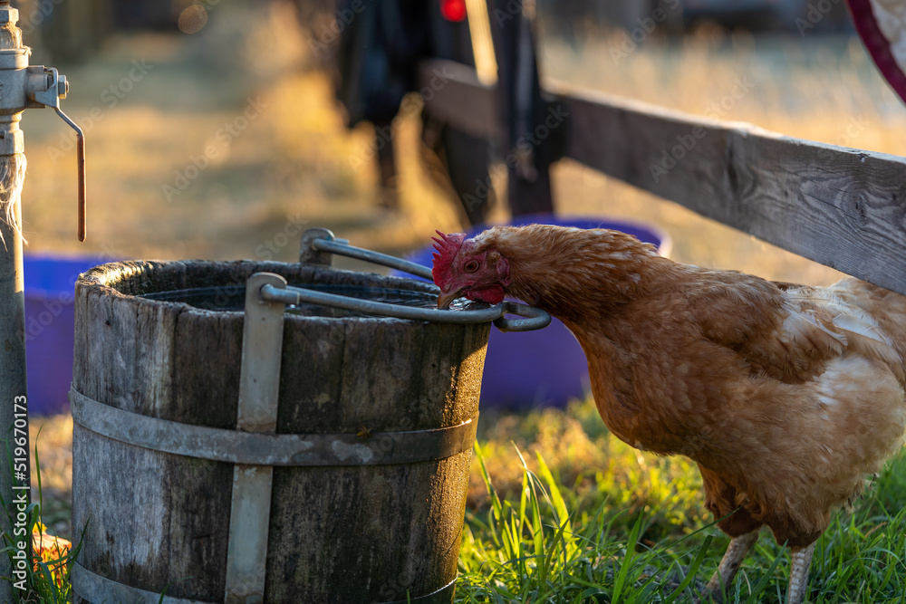 Photo Stock Young red hen drinking water from wooden pot on ground ...
