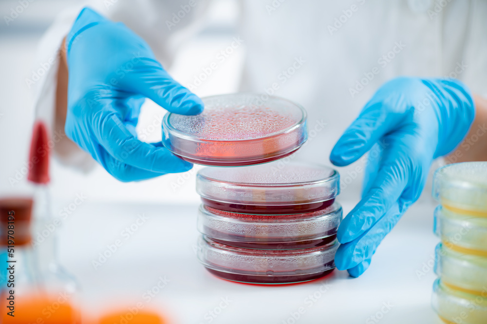 Microbiology bacteria laboratory work. Hands of a microbiologist ...