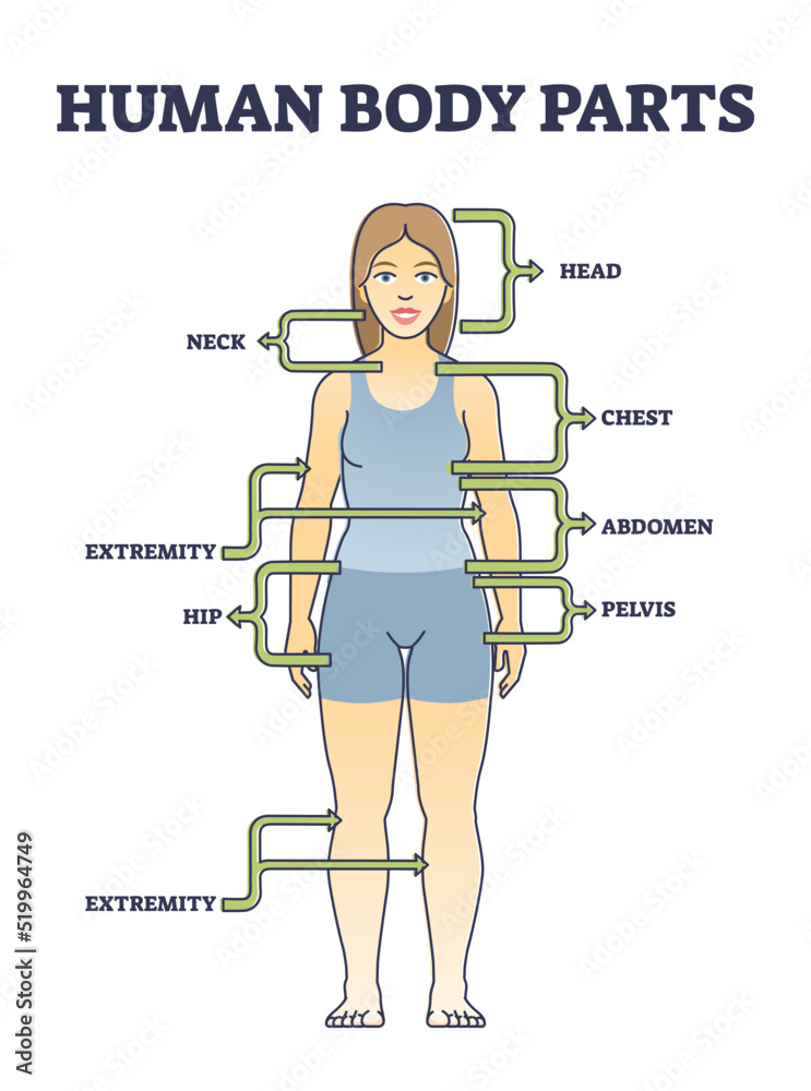 Where Is Pelvic Part Of The Body - Infoupdate.org