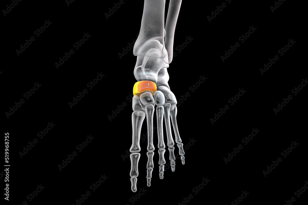 Ilustración de Stock Human foot anatomy. Navicular bone of the foot ...