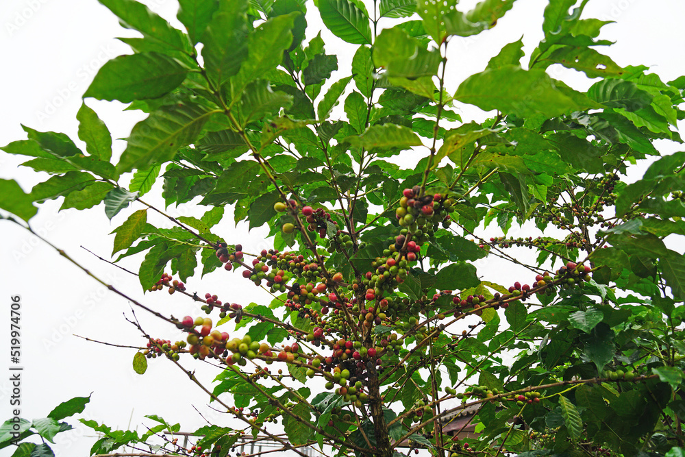 Selective Focus Arabica coffee seed on Coffee arabica tree is a species ...
