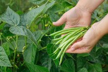 Green Bean Plant Free Stock Photo - Public Domain Pictures