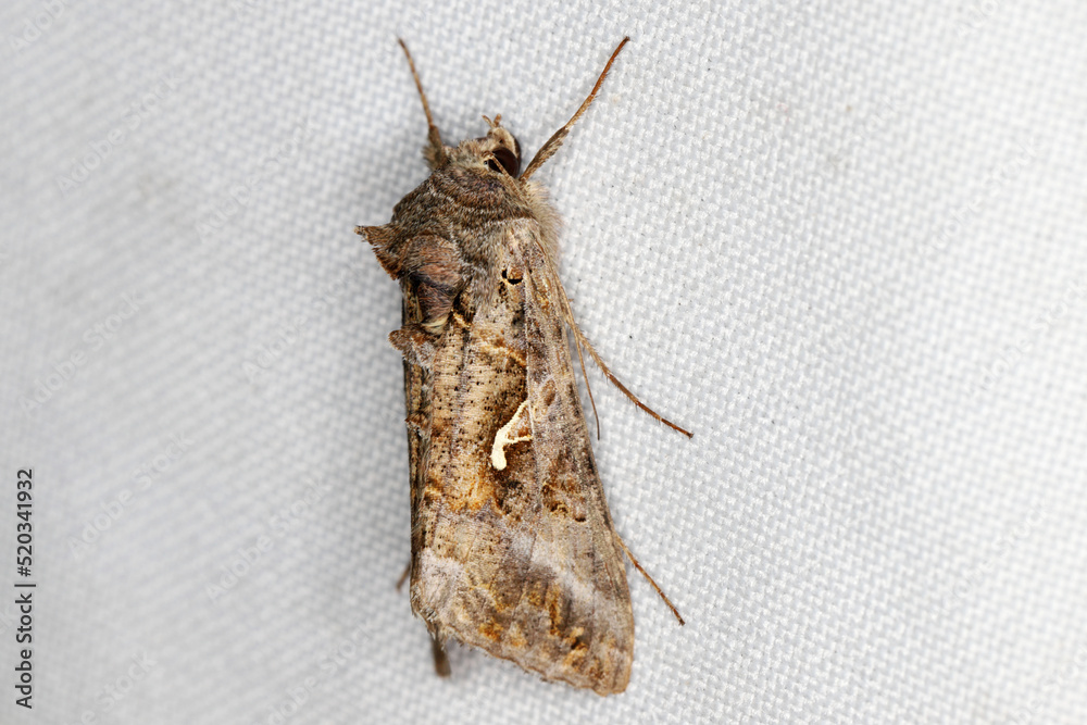The Silver Y (Autographa gamma) is a migratory moth of the family ...