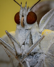 Butterfly Face Free Stock Photo - Public Domain Pictures