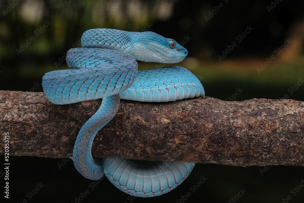 White-lipped Pit Viper (Trimeresurus insularis) is venomous pit vipers ...