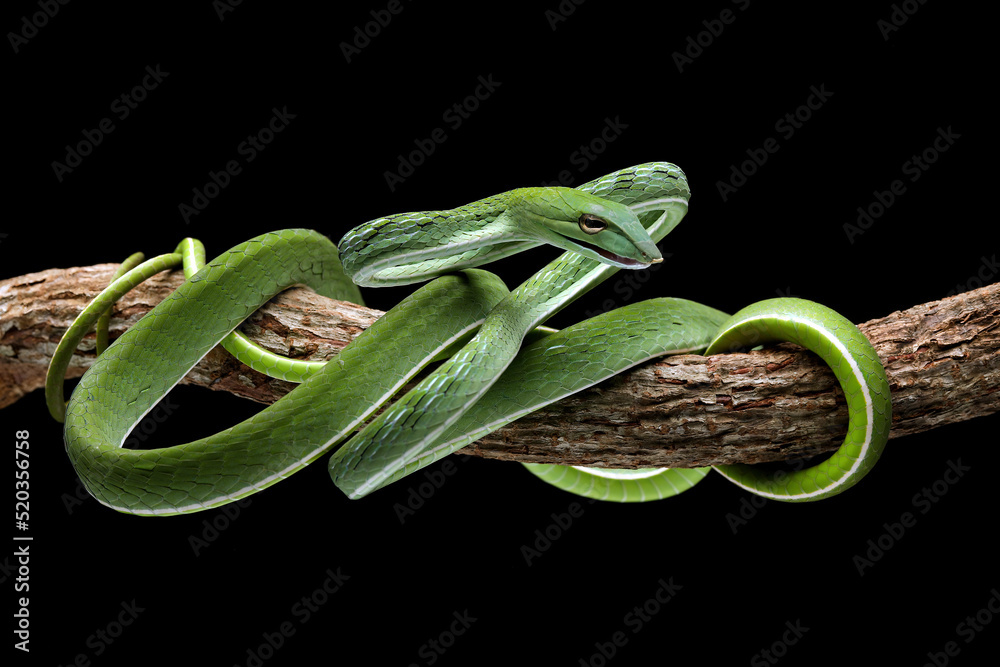 Asian Vine Snake (Ahaetulla prasina) is a species of snake native to ...