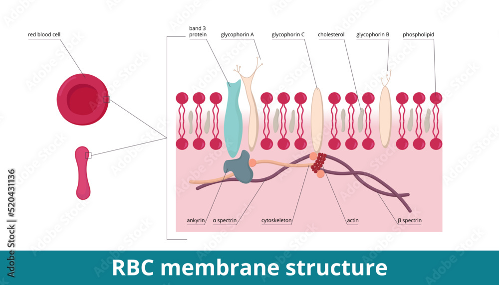 Red blood cell membrane. Membrane skeleton: ankyrin and spectrin as two ...