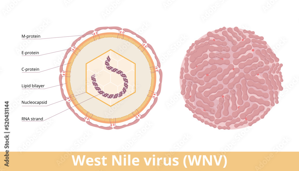 West Nile virus (WNV). Single-stranded RNA virus that causes West Nile ...