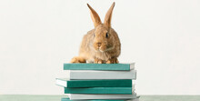 Bunny Rabbit With Books Free Stock Photo - Public Domain Pictures